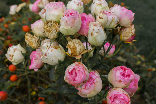 "Wilted Roses" Images – Browse 74 Stock Photos, Vectors, and Video ...