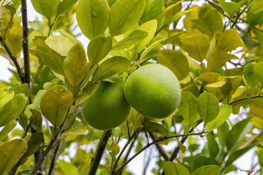 「Jambola」の画像 - 214 件の Stock 写真、ベクターおよびビデオ | Adobe Stock