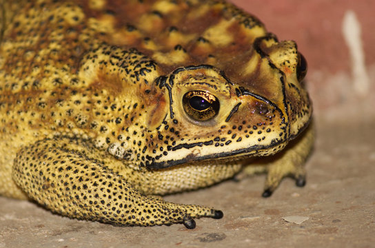 Hoptoad Bilder – Durchsuchen 551 Archivfotos, Vektorgrafiken und Videos ...