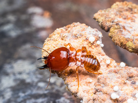 Destruenten Bilder – Durchsuchen 1,496 Archivfotos, Vektorgrafiken und ...