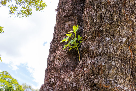 รูปภาพCrescendo – เลือกดูภาพถ่ายสต็อก เวกเตอร์ และวิดีโอ1,432 | Adobe Stock