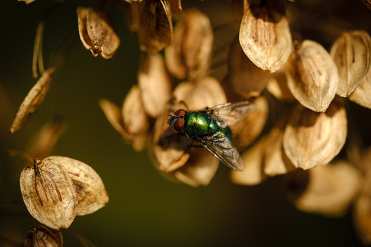 "Green Fly" Images – Browse 22,925 Stock Photos, Vectors, and Video ...