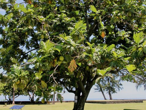 "Arbre À Pain" Images – Browse 107 Stock Photos, Vectors, and Video ...