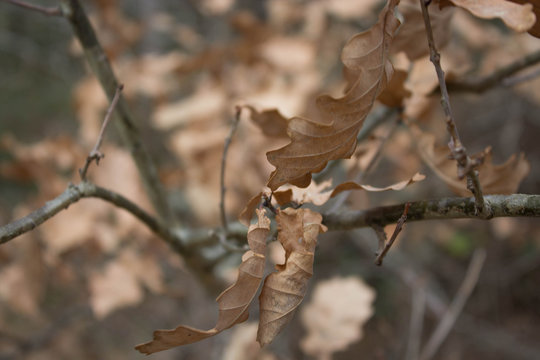 รูปภาพAuttum – เลือกดูภาพถ่ายสต็อก เวกเตอร์ และวิดีโอ151 | Adobe Stock