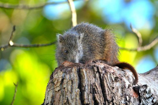 Jutia Images – Browse 33 Stock Photos, Vectors, and Video | Adobe Stock