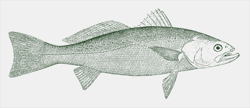 「Weakfish」の写真素材 | 89件の無料イラスト画像 | Adobe Stock