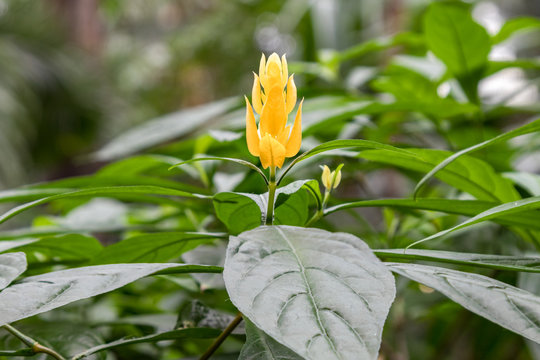 รูปภาพPlanze – เลือกดูภาพถ่ายสต็อก เวกเตอร์ และวิดีโอ1,579 | Adobe Stock