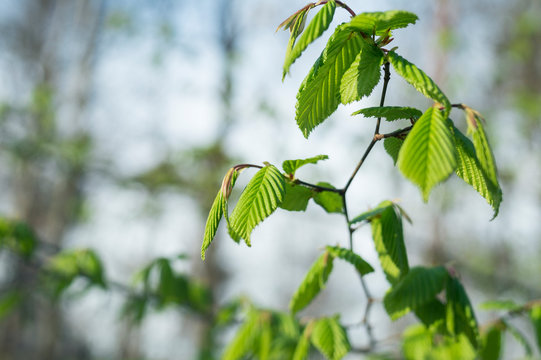 Haselnussblatt Bilder – Durchsuchen 1,191 Archivfotos, Vektorgrafiken ...
