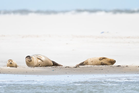 Seerobben bilder – Bläddra bland 184 stockfoton, vektorer och videor ...