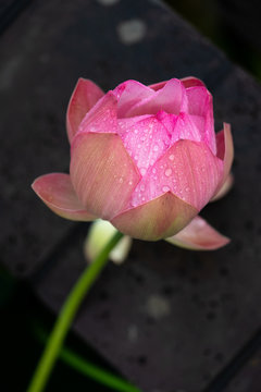 「Flaur」の写真素材 | 9件の無料イラスト画像 | Adobe Stock