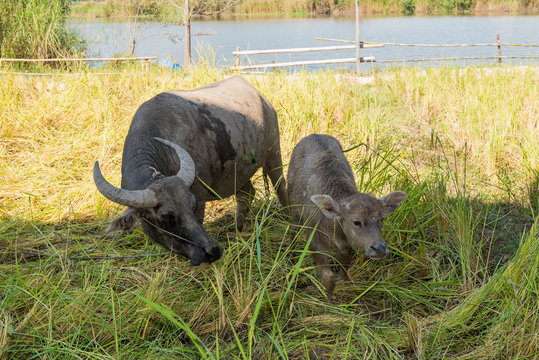 รูปภาพTamaraw – เลือกดูภาพถ่ายสต็อก เวกเตอร์ และวิดีโอ156 | Adobe Stock