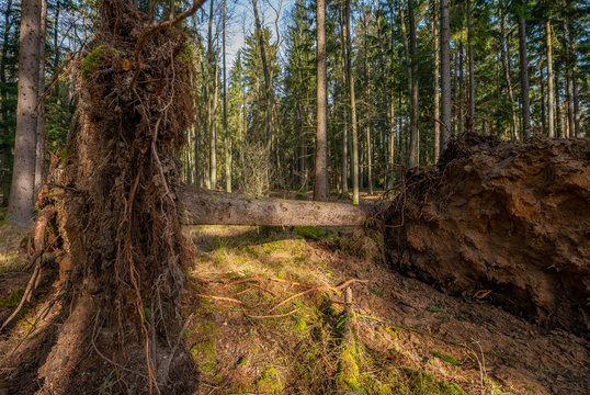 Unroot bilder – Bläddra bland 200 stockfoton, vektorer och videor ...