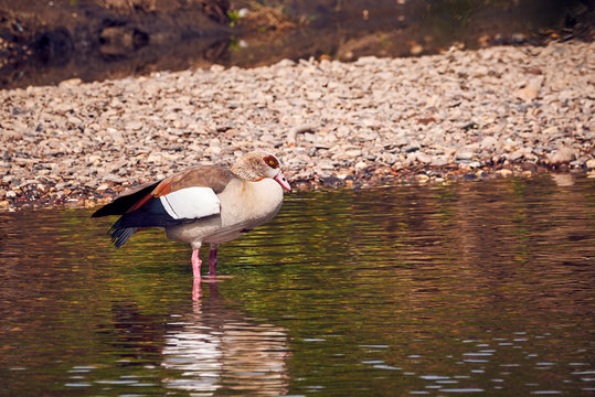 Imagens de Roer – Explore Fotografias do Stock, Vetores e Vídeos de 423 ...