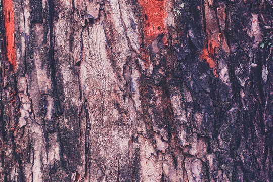 "Tree Bark Close Up" Images – Browse 166 Stock Photos, Vectors, and ...