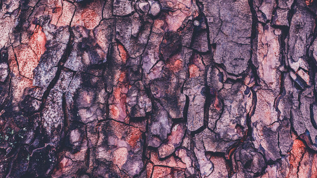 "Tree Bark Close Up" Images – Browse 166 Stock Photos, Vectors, and ...