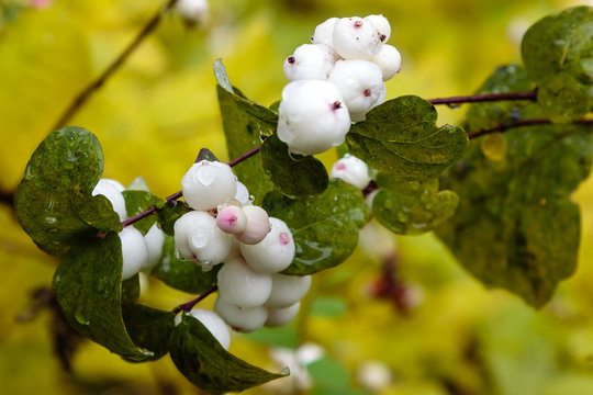 「Ghostberry」の画像 - 5,039 件の Stock 写真、ベクターおよびビデオ | Adobe Stock
