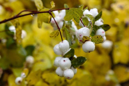 「Ghostberry」の画像 - 5,039 件の Stock 写真、ベクターおよびビデオ | Adobe Stock
