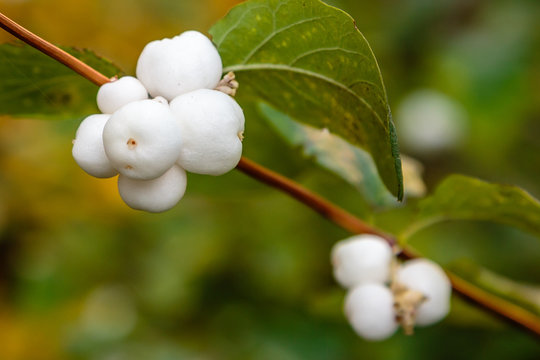 Imágenes de Ghostberry: descubre bancos de fotos, ilustraciones ...