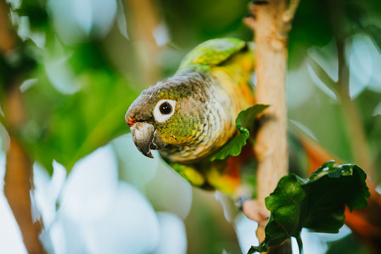 Green Conure Bird