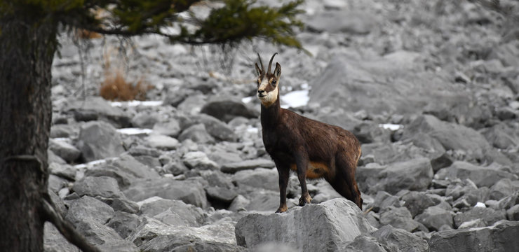 Gamswild Bilder – Durchsuchen 25,158 Archivfotos, Vektorgrafiken und ...