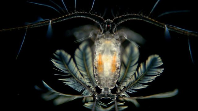 Phytoplankton Bilder – Durchsuchen 2,991 Archivfotos, Vektorgrafiken ...