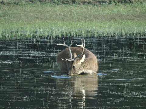 รูปภาพBarasingha – เลือกดูภาพถ่ายสต็อก เวกเตอร์ และวิดีโอ788 | Adobe Stock