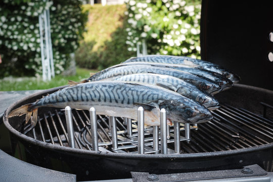 รูปภาพMeeresfisch – เลือกดูภาพถ่ายสต็อก เวกเตอร์ และวิดีโอ1,676 | Adobe ...