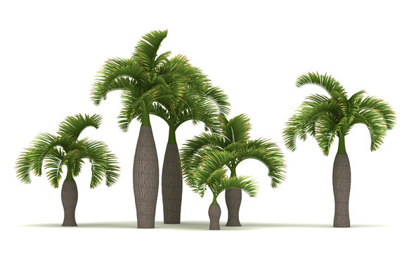 Bottle Palm Tree