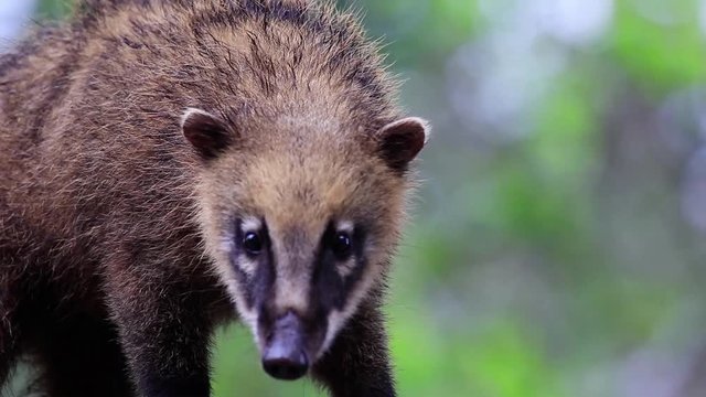 「Quati」の写真素材 | 523件の無料イラスト画像 | Adobe Stock