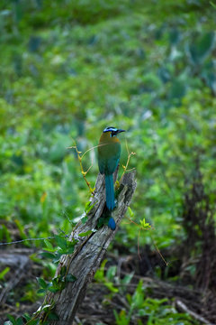 Guardabarranco Images – Browse 379 Stock Photos, Vectors, and Video ...