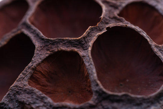 Tryptophobia Images – Browse 73 Stock Photos, Vectors, and Video ...