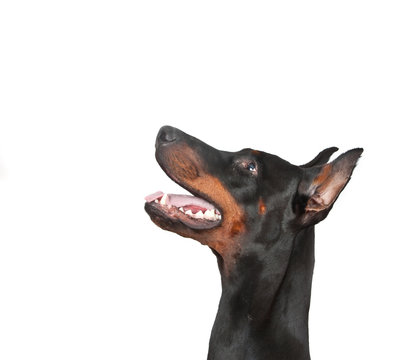 รูปภาพPincher – เลือกดูภาพถ่ายสต็อก เวกเตอร์ และวิดีโอ297,087 | Adobe Stock