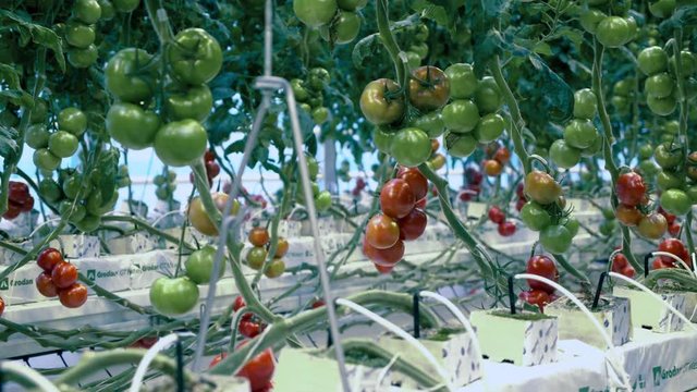 Racemation Bilder – Durchsuchen 2,034 Archivfotos, Vektorgrafiken und ...