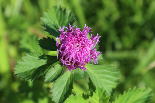 "Lark Daisy" Images – Browse 39 Stock Photos, Vectors, and Video ...