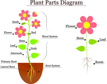 Plant Parts Vector Images – Browse 54,310 Stock Photos, Vectors, and ...