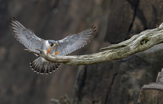 รูปภาพSparrowhawk – เลือกดูภาพถ่ายสต็อก เวกเตอร์ และวิดีโอ65,147 ...