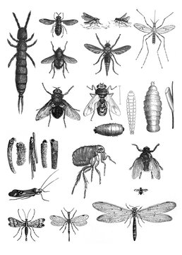 Flohstich Bilder – Durchsuchen 318 Archivfotos, Vektorgrafiken und ...