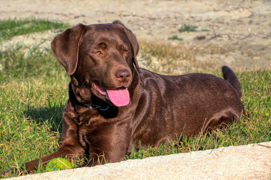 Full Grown Chocolate Lab