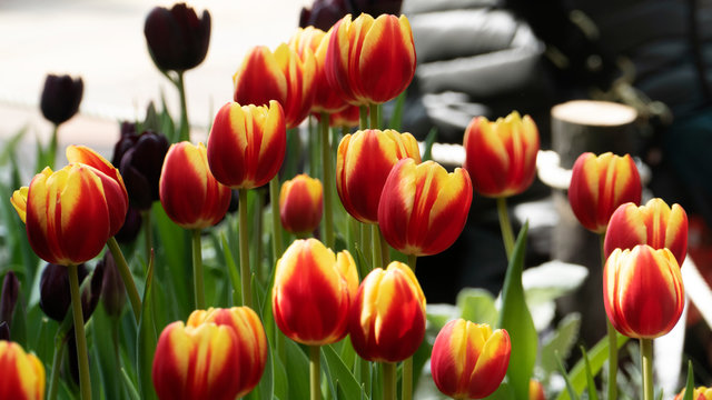 รูปภาพBroken-Tulip – เลือกดูภาพถ่ายสต็อก เวกเตอร์ และวิดีโอ272 | Adobe ...
