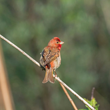 Rosefinch Images – Browse 1,093 Stock Photos, Vectors, and Video ...
