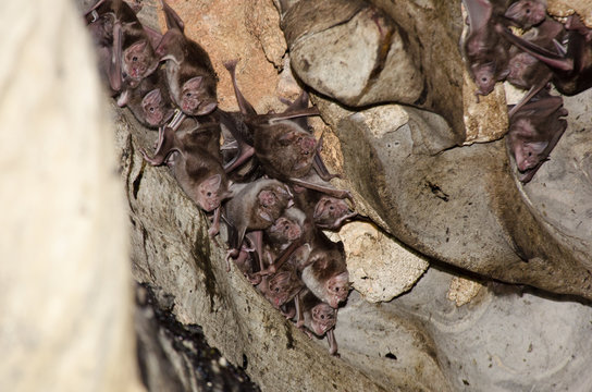 「Desmodus」の画像 - 98 件の Stock 写真、ベクターおよびビデオ | Adobe Stock