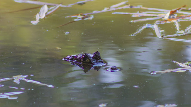 Babilla Images – Browse 71 Stock Photos, Vectors, and Video | Adobe Stock