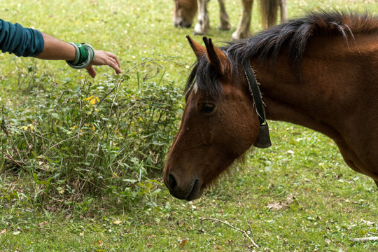 รูปภาพDocile – เลือกดูภาพถ่ายสต็อก เวกเตอร์ และวิดีโอ9,383 | Adobe Stock