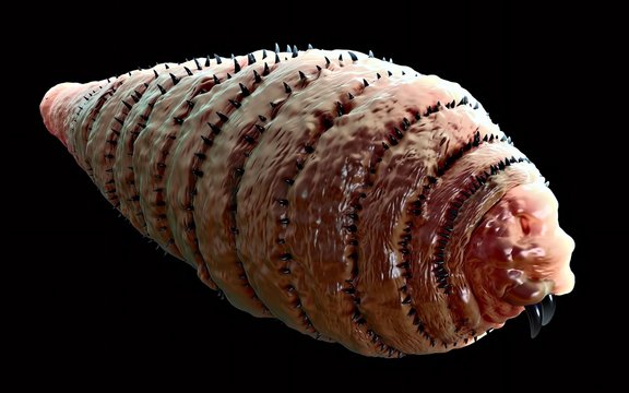 Dasselfliege Bilder – Durchsuchen 610 Archivfotos, Vektorgrafiken und ...