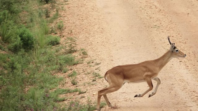Impala Animal Running