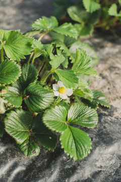 รูปภาพBache – เลือกดูภาพถ่ายสต็อก เวกเตอร์ และวิดีโอ1,824 | Adobe Stock