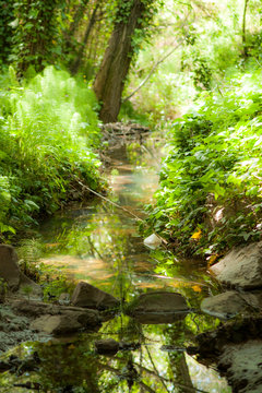 Arrollo Images – Browse 179 Stock Photos, Vectors, and Video | Adobe Stock