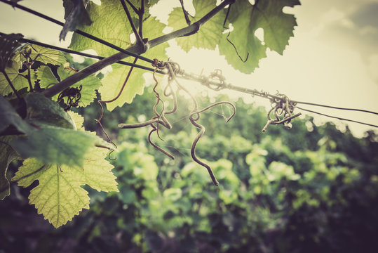 รูปภาพRebstock – เลือกดูภาพถ่ายสต็อก เวกเตอร์ และวิดีโอ10,822 | Adobe Stock