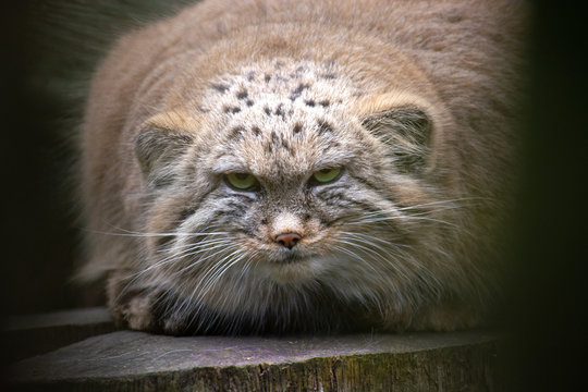 รูปภาพPallas – เลือกดูภาพถ่ายสต็อก เวกเตอร์ และวิดีโอ316,553 | Adobe Stock