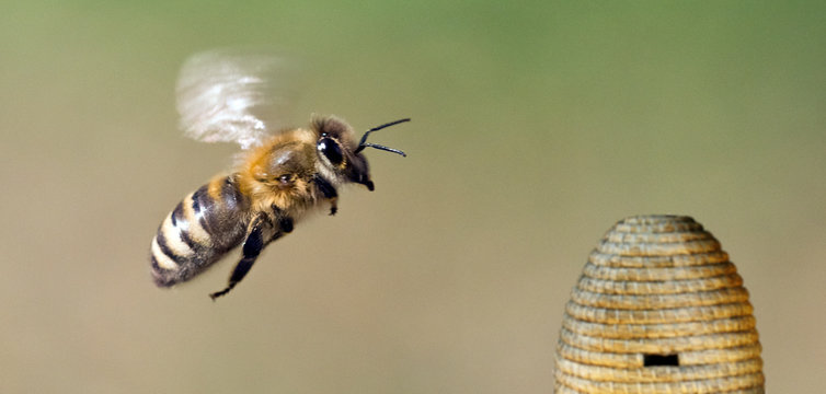 Acarian Images – Parcourir 9,125 le catalogue de photos, vecteurs et ...